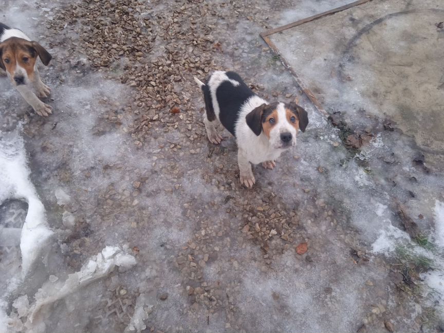 Русская пегая гончая