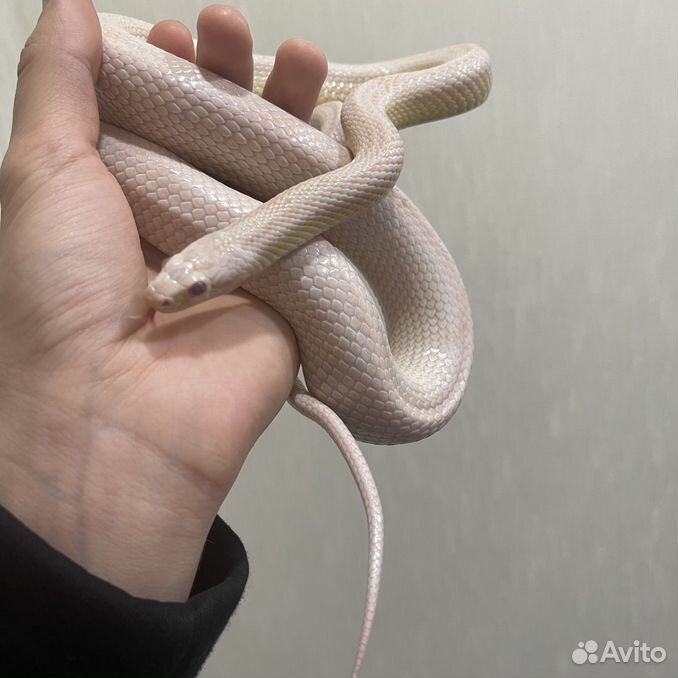 Белый полоз змея для новичка
