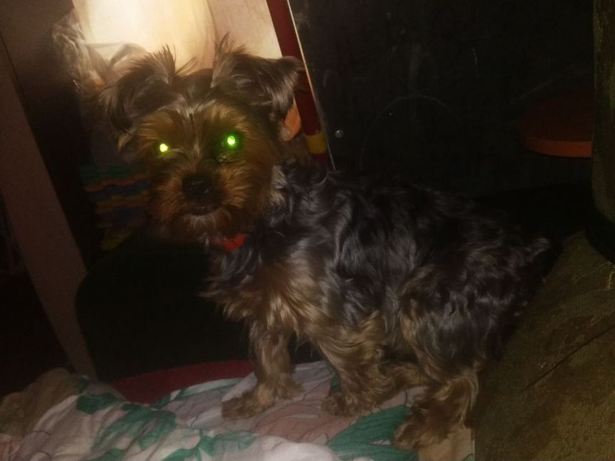 Йоркширский терьер мини