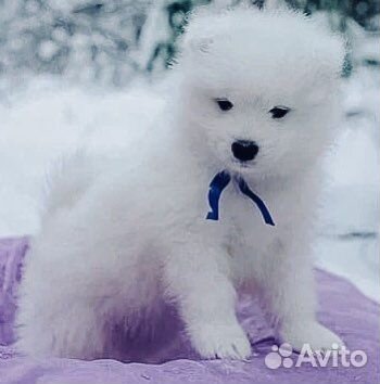 Новогодняя сказка - самоед