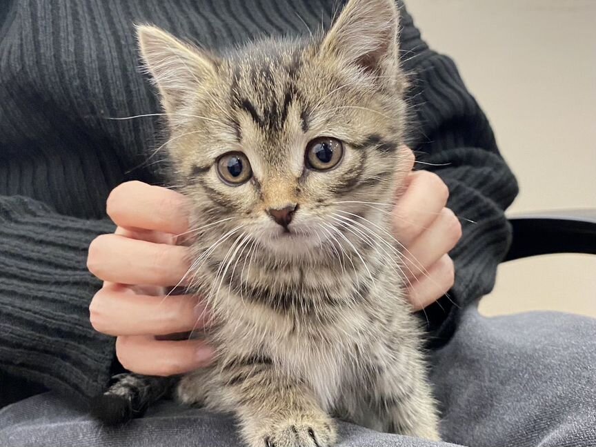 Отдается котенок мальчик