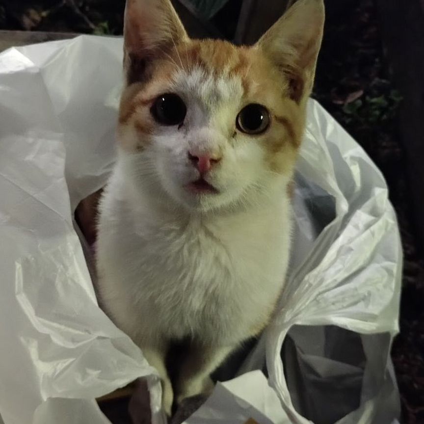 Котенок ищет дом