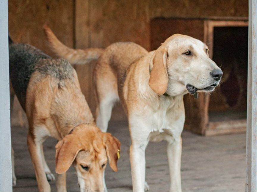 Собака в добрые руки