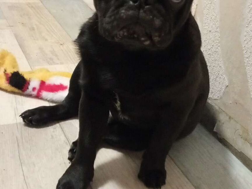 Мопс в добрые руки