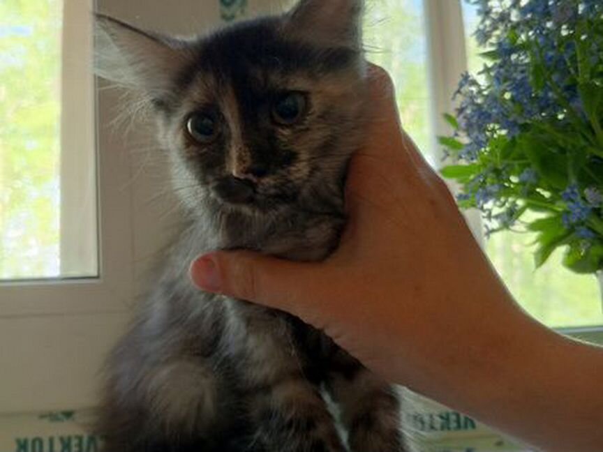 Отдам котенка в добрые руки