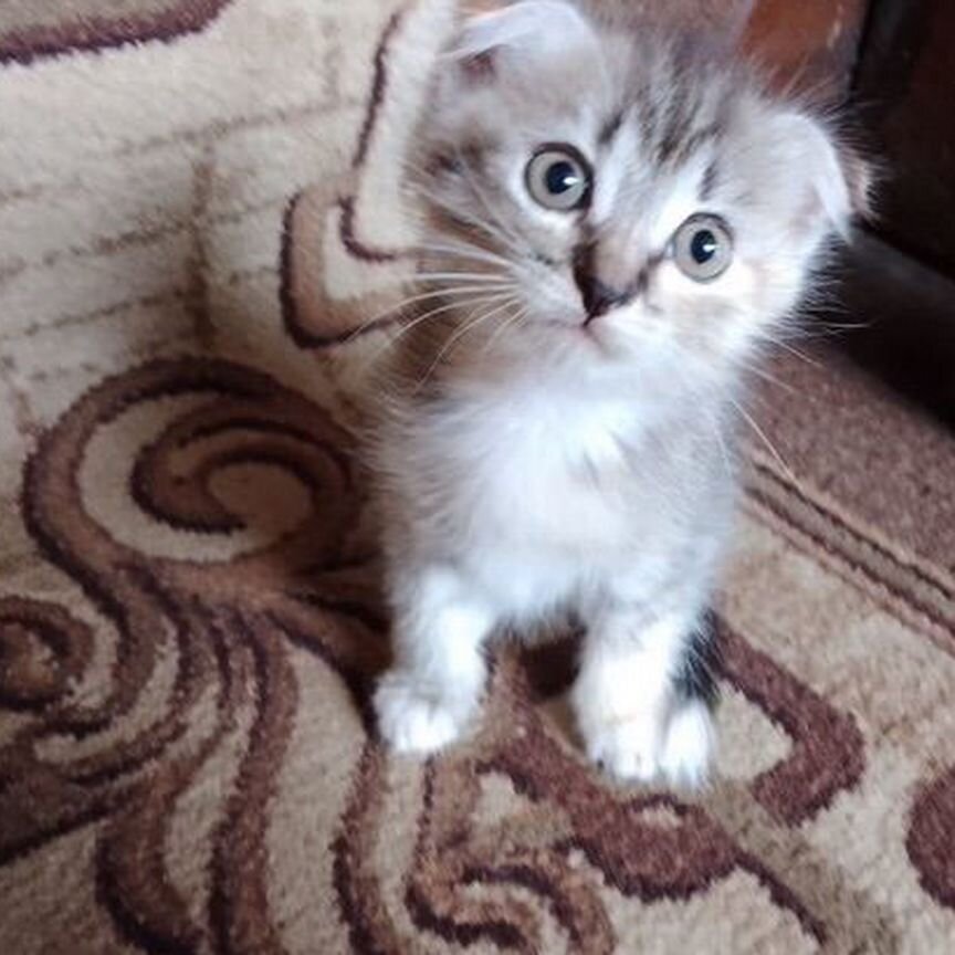 Отдаем бесплатно кошек