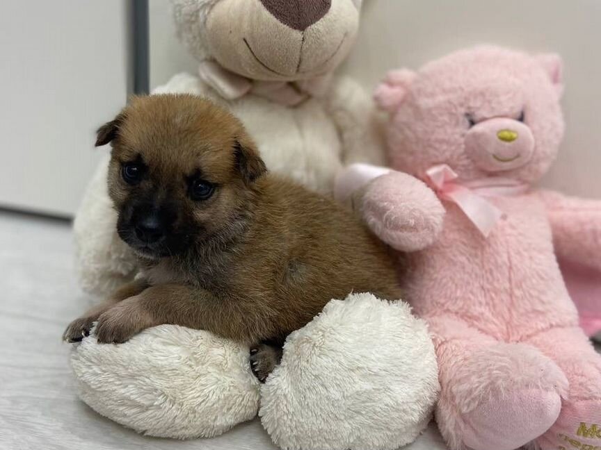 Щенки в добрые руки