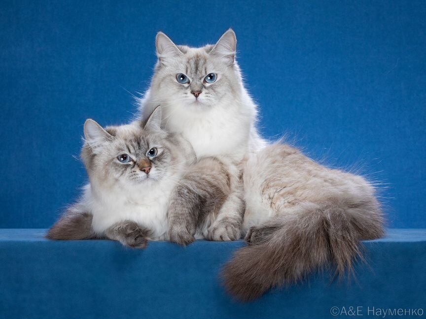 Сибирские котята