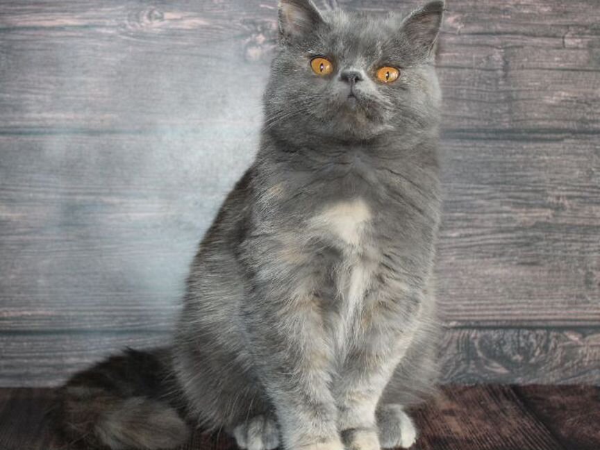 Экзотический котёнок, девочка
