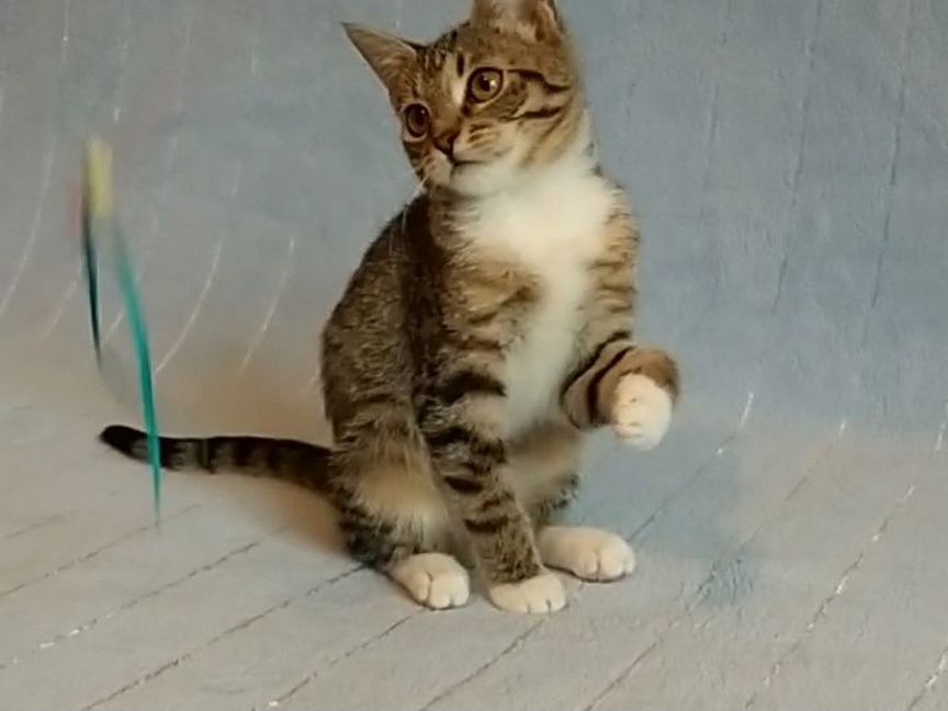 Котёнок Милка.4 мес. Для вашего сердца