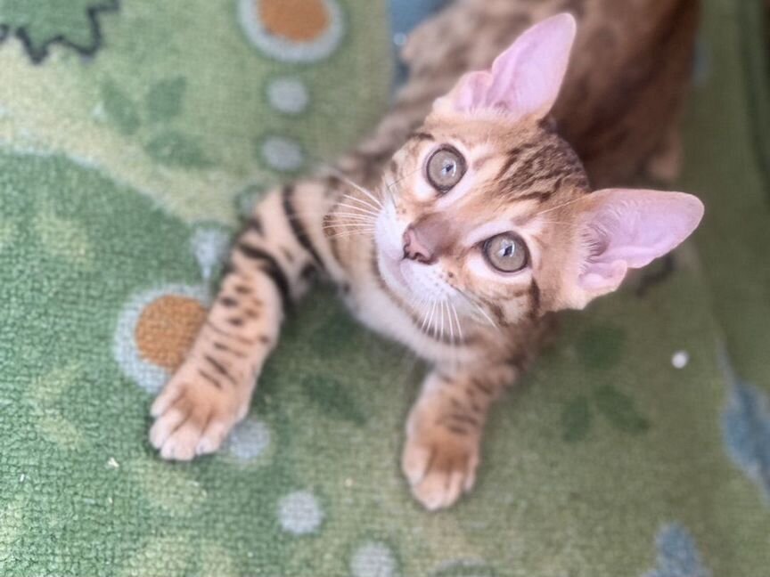 Бенгальская кошка