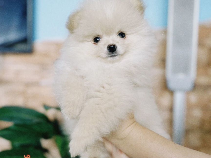 Щенки померанскиго шпица