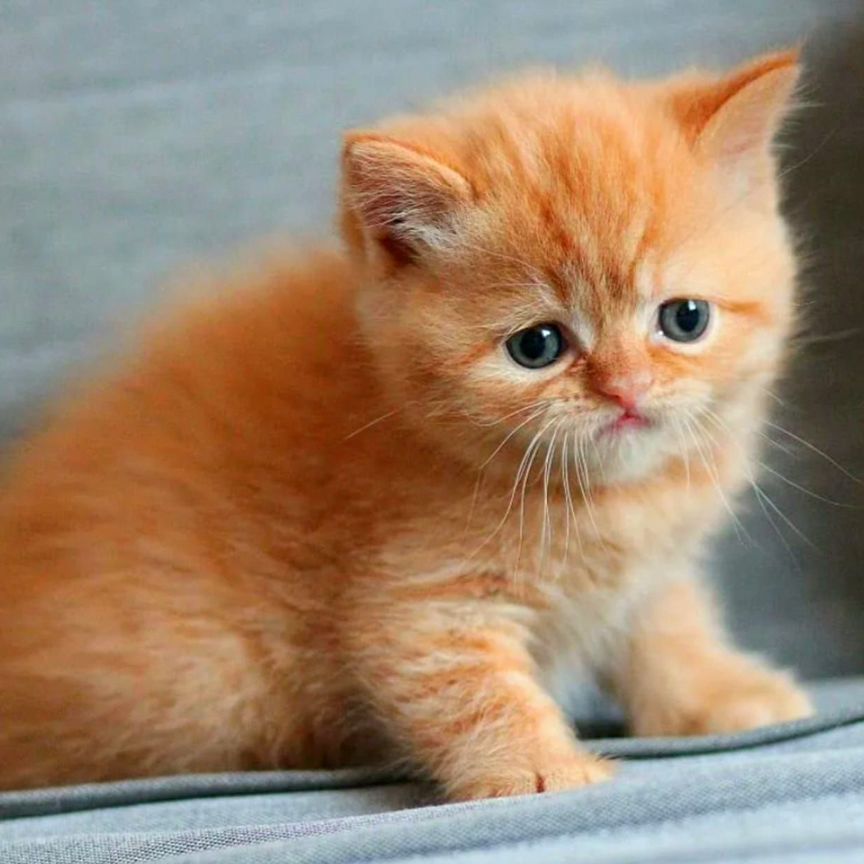 Рыжие плюшки