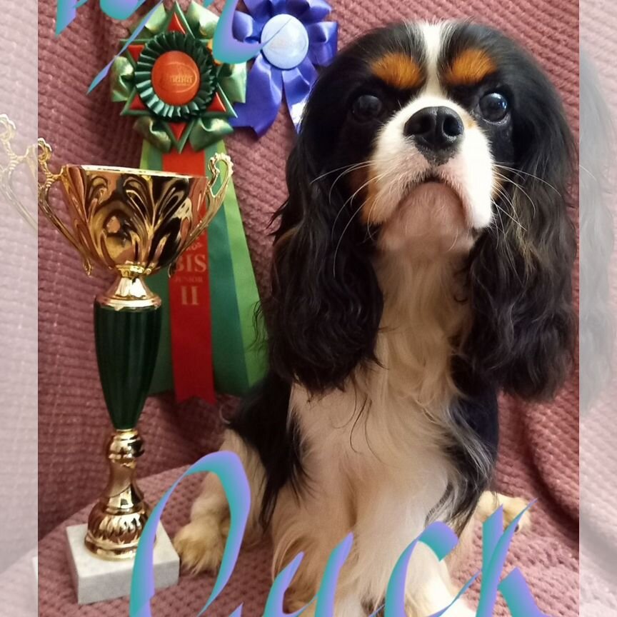 Кавалер кинг-чарльз-спаниель, взрослый пёс