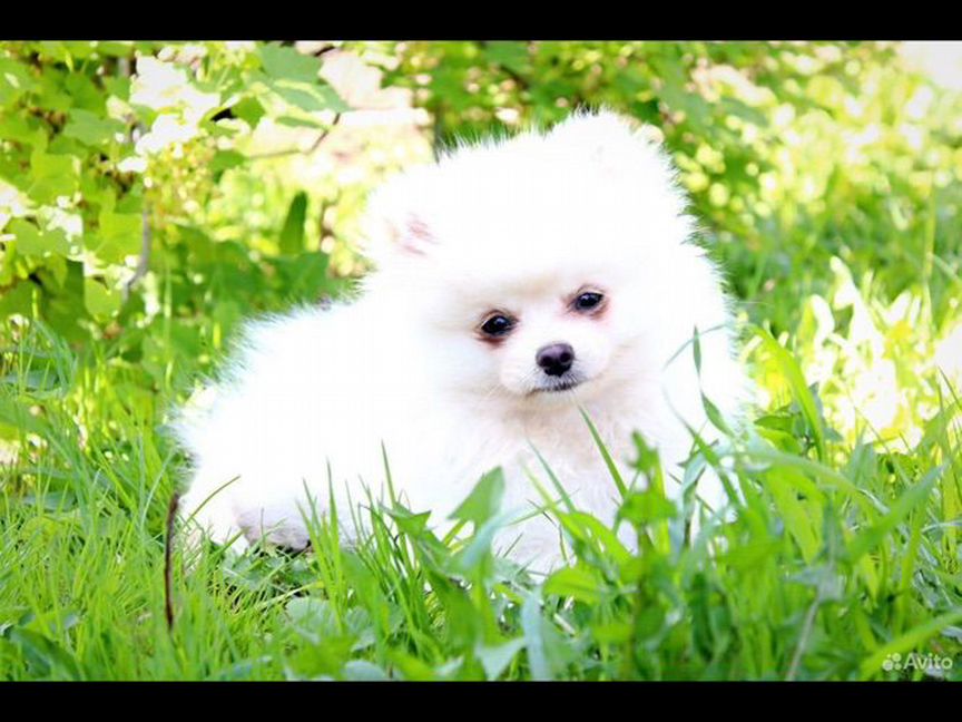 Немецкий шпиц