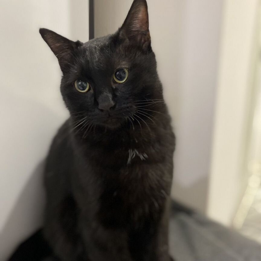 Кот видящий что-то