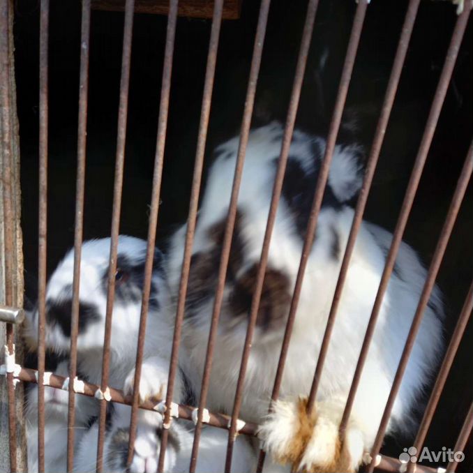 Кролики домашние разной породы