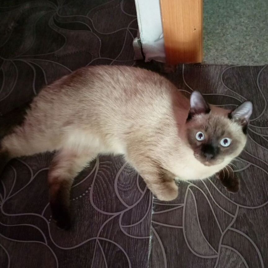 Сиамский котёнок