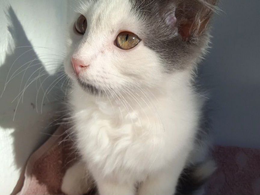 Котёнка девочка ищет дом