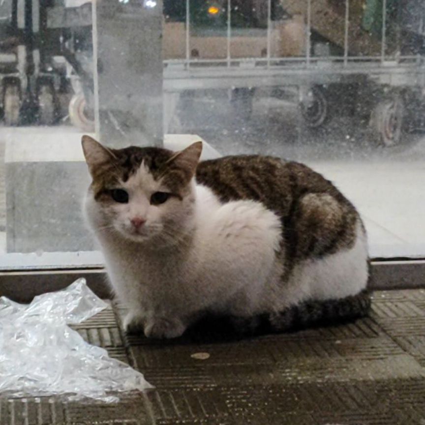 Кот милашка