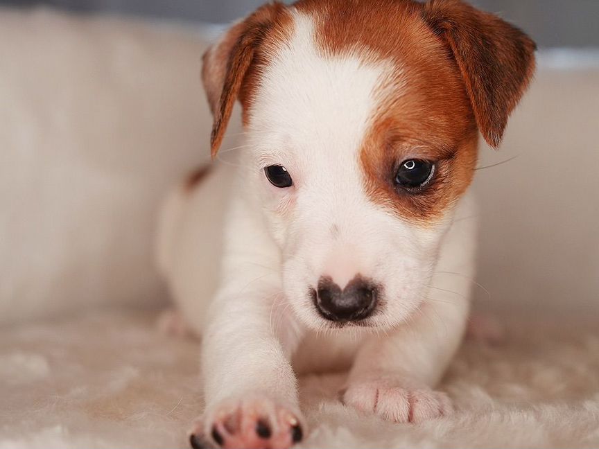 Джек Рассел терьер Щенки РКФ