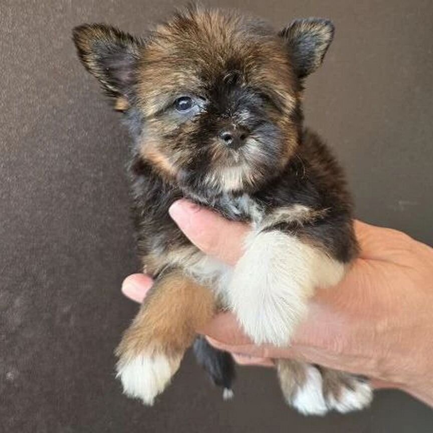 Йоркширский терьер, щенок