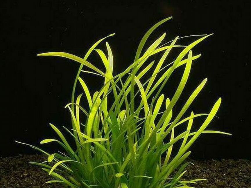 Сагиттария шиловидная (Sagittaria subulata)