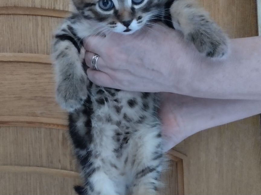Котенок мальчик окрас тигровый