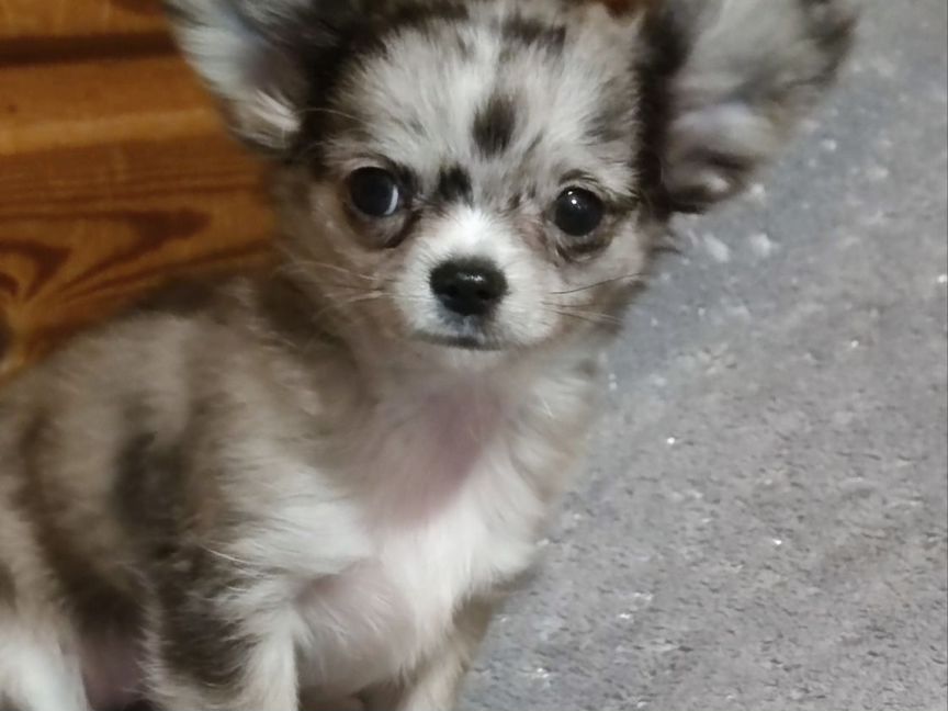 Щенки чихуахуа мини