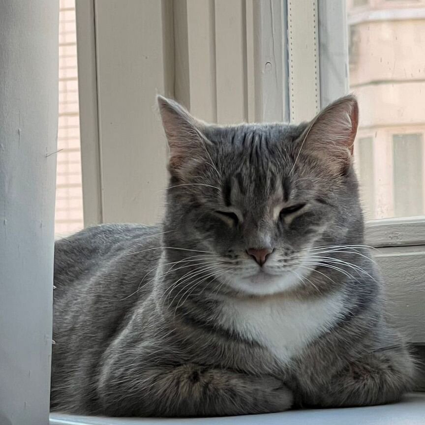 Кошка 2 года