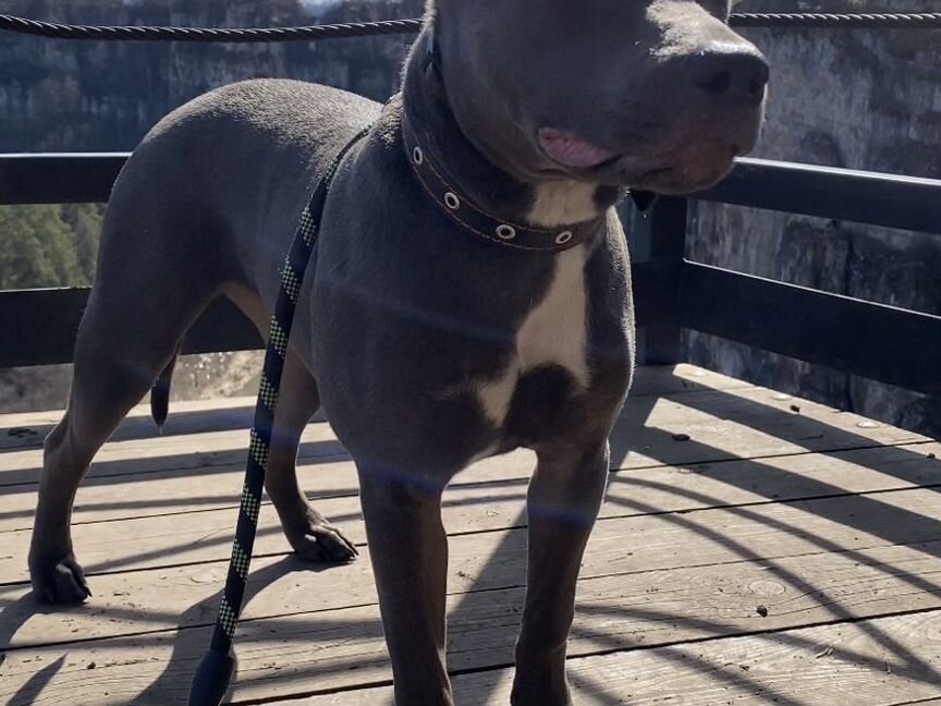 Американский стаффорд