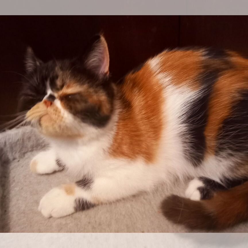 Экзотический короткошёрстный котёнок