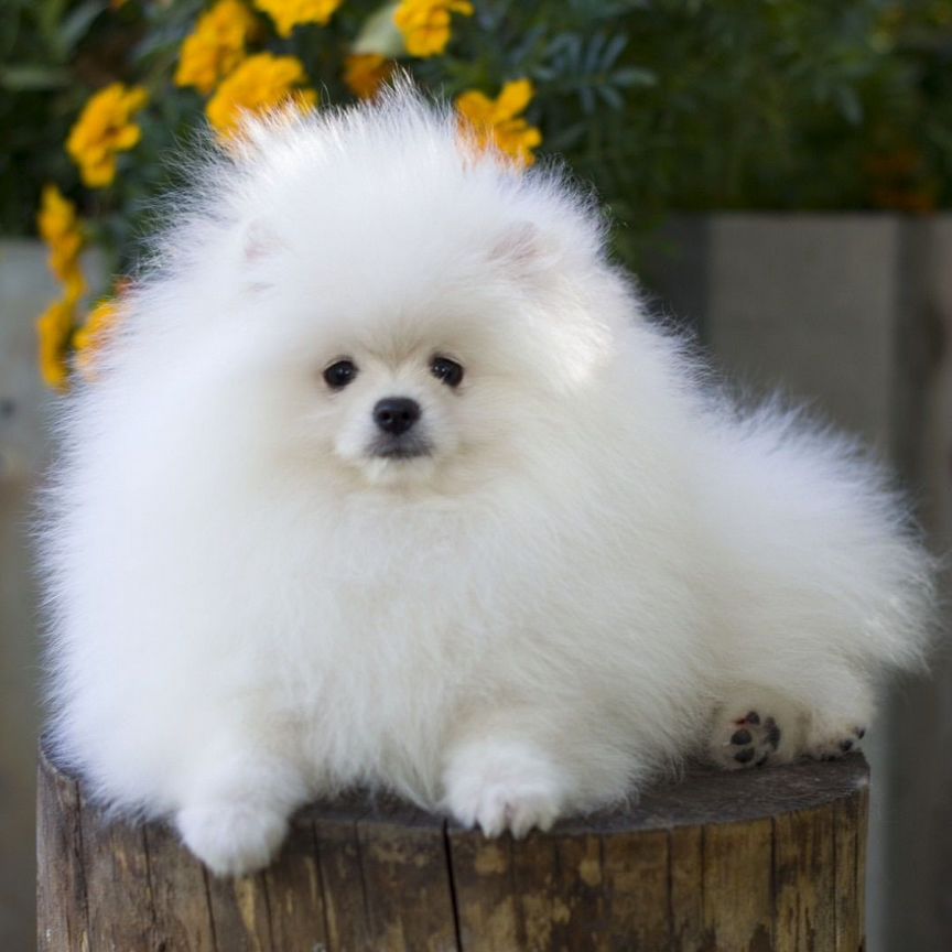 Белый мишка мальчик шпиц