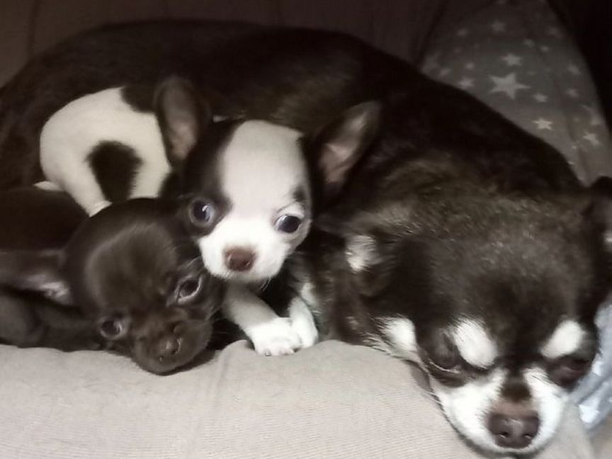 Щенки чихуахуа мини и стандарт