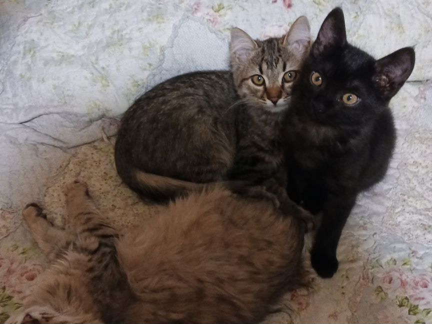 Котята в добрые руки