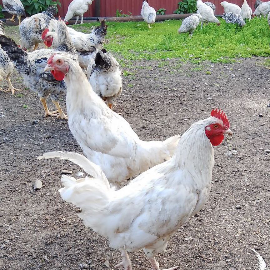 Продажа петушков