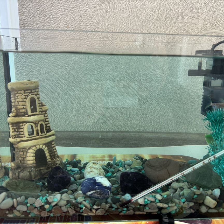 Аквариум и две рыбки