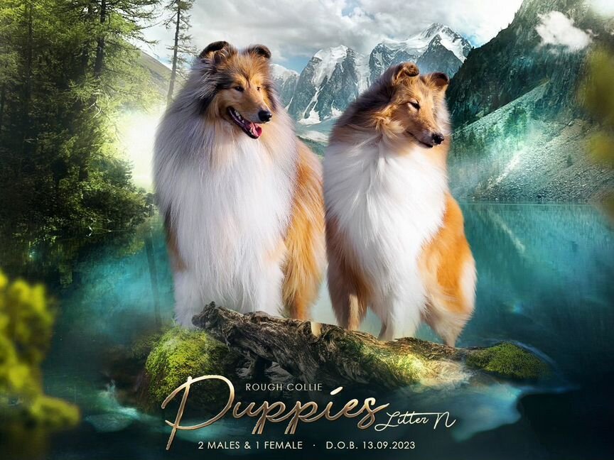 Колли длинношерстный