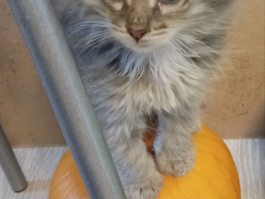 Кошка в дар