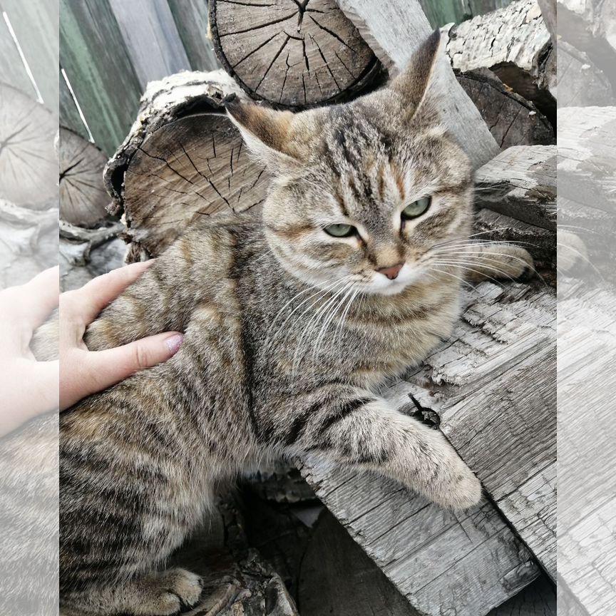 Взрослая, кошка в добрые руки
