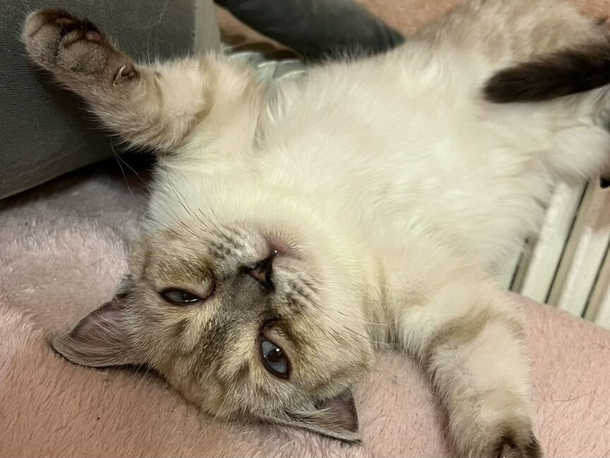 Котенок кайфожор в добрые руки