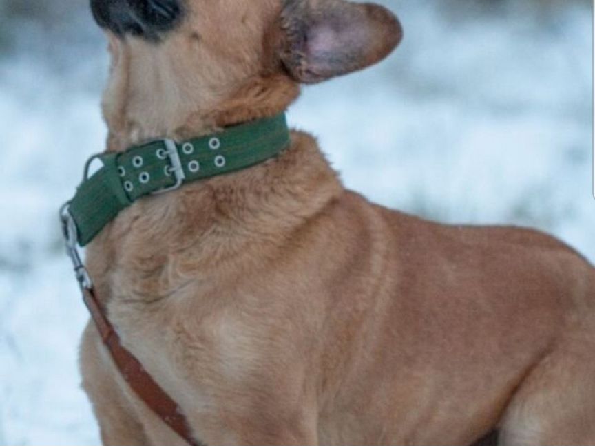 Бывшедомашний Рой 2 г. ищет хозяина. Лесной приют