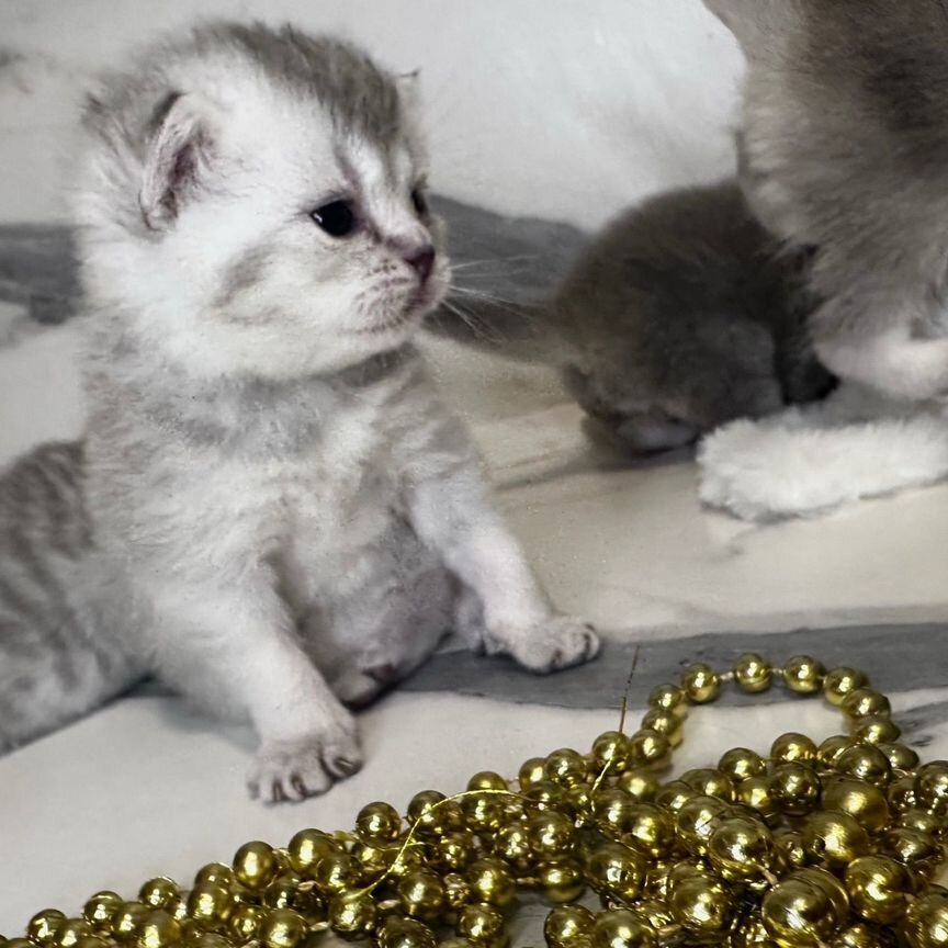 Шотландские вислоухие котята