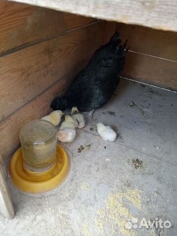 Квочка Бентамка с цыплятами