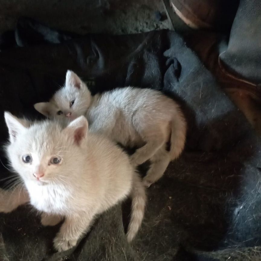 Два рыжих комочка ищут дом