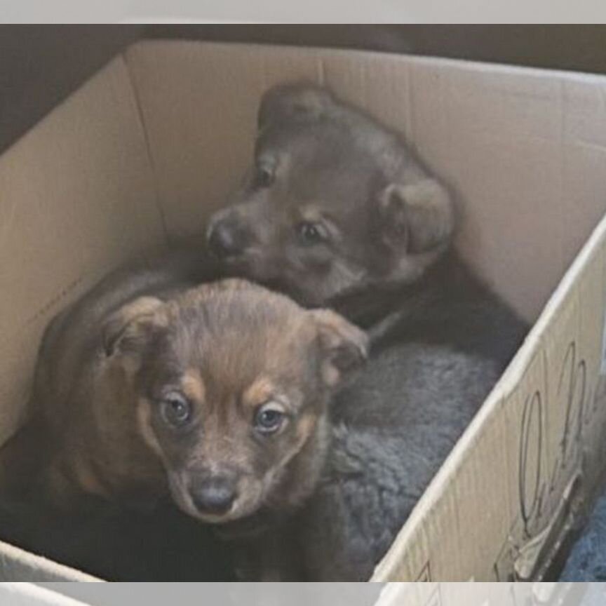 Немецкая овчарка, щенок