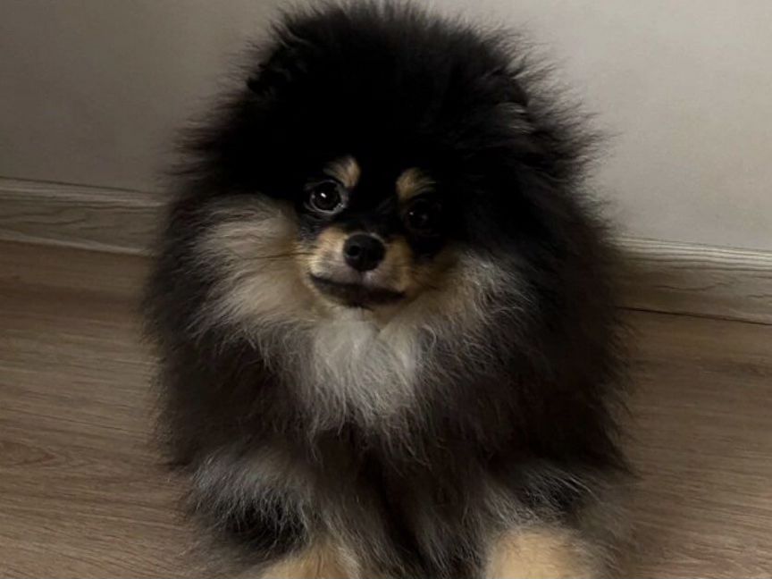 Померанский шпиц медвежьего типа