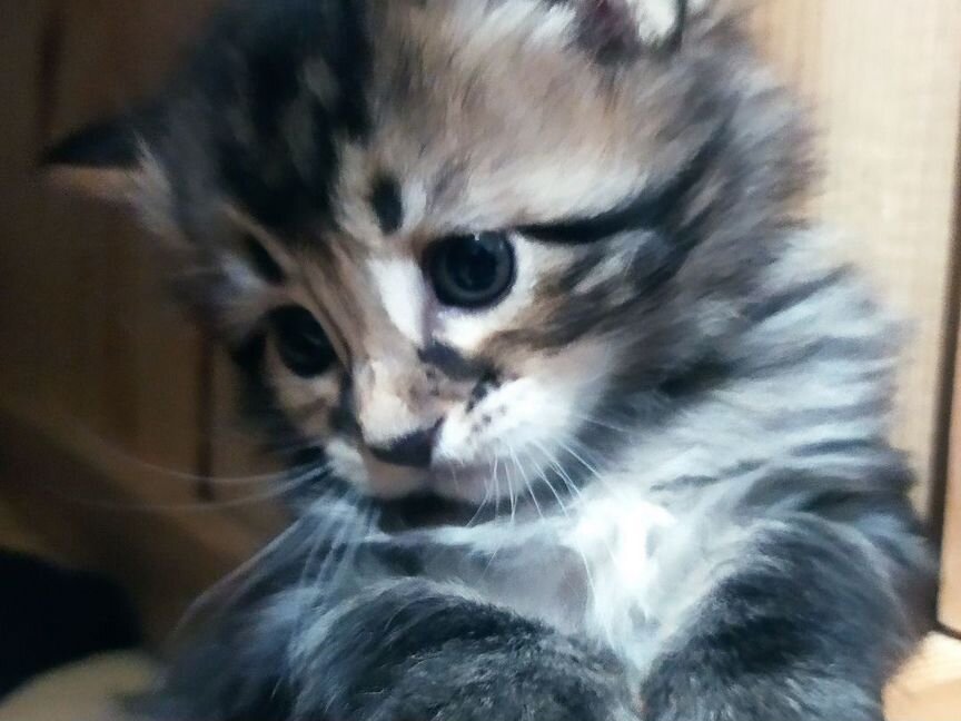 Кошки курильский бобтейл