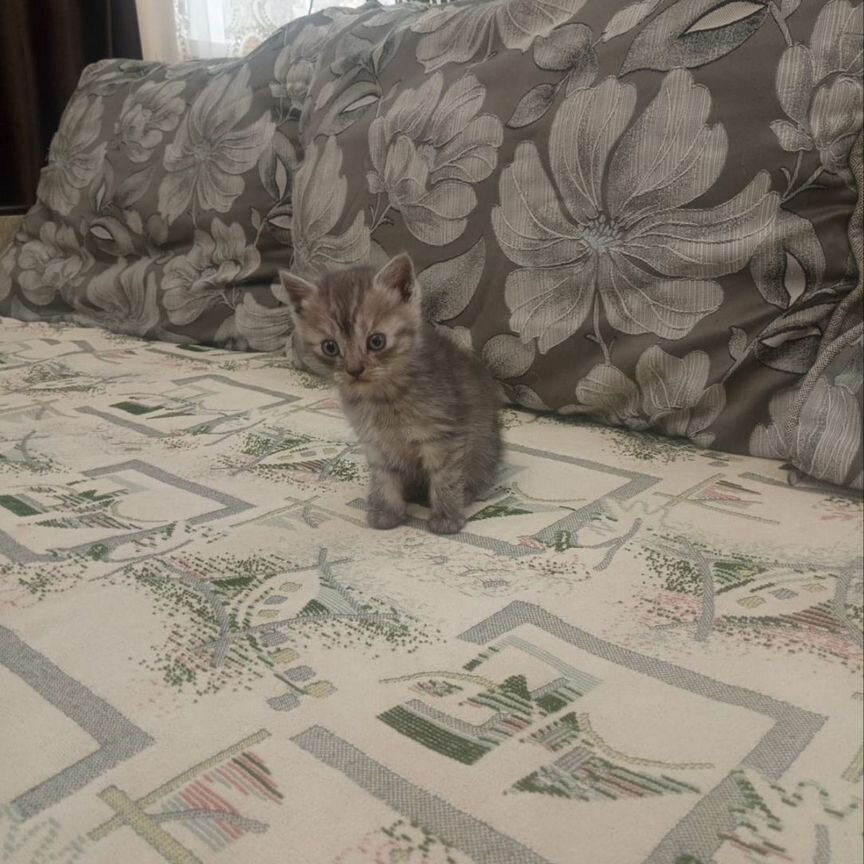 Продам котят
