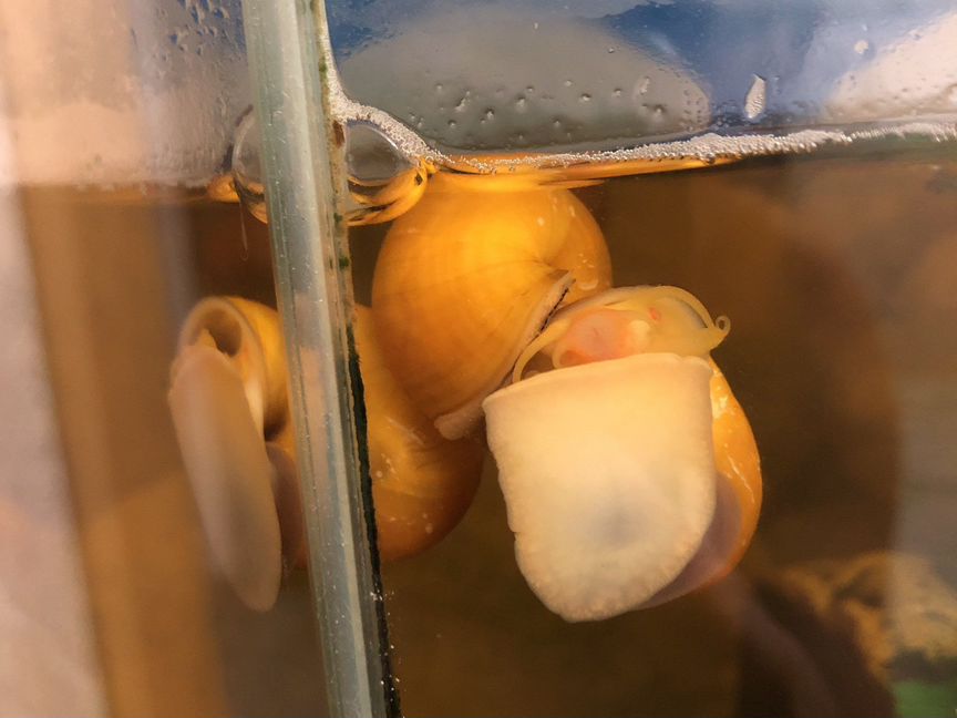 Улитки ампулярии